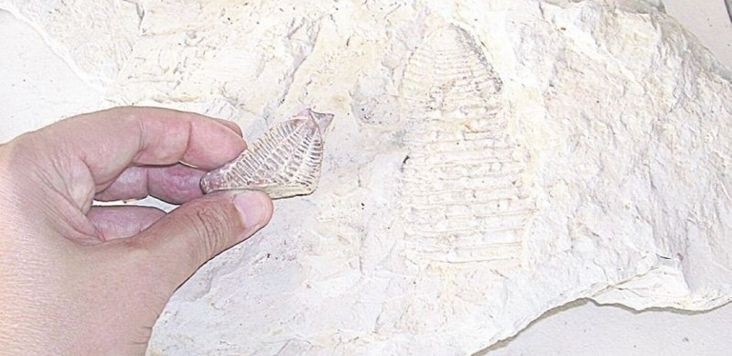 Descubren fósiles en la cantera de arcilla en Blanquillo - EL PAÍS Uruguay