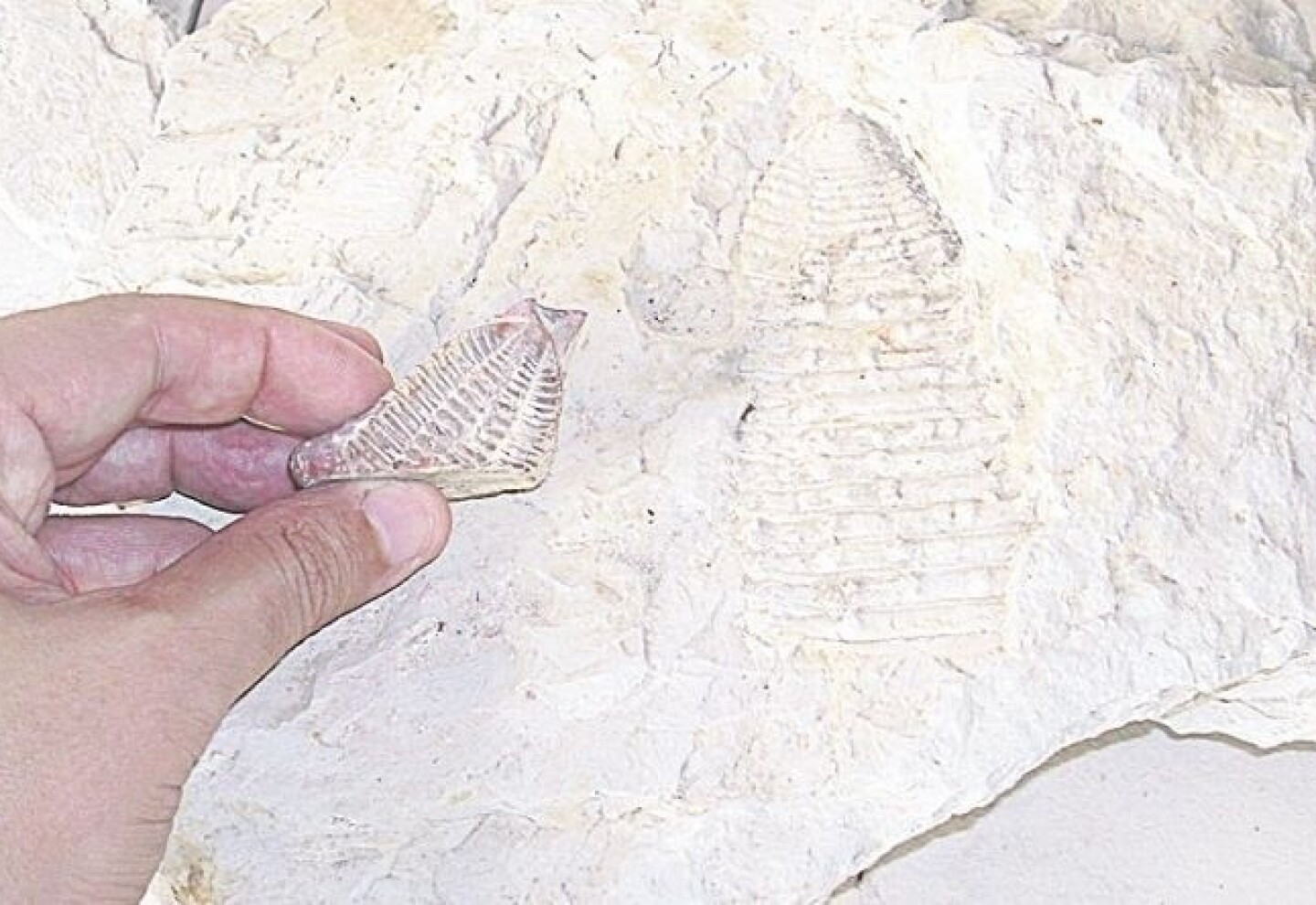 Descubren fósiles en la cantera de arcilla en Blanquillo - EL PAÍS Uruguay