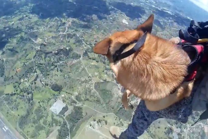 Los perros paracaidistas de la Fuerza Aérea colombiana - EL PAÍS Uruguay