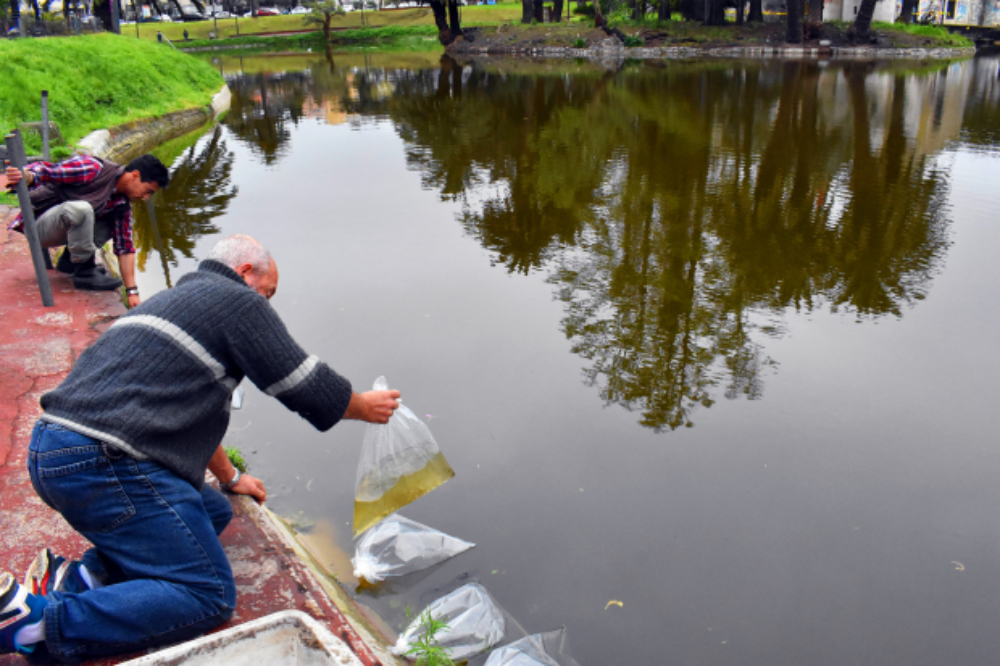 Volvieron los peces al lago del Parque Rodó - EL PAÍS Uruguay