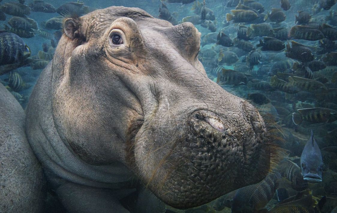 Un fotógrafo británico retrata la humanidad de las especies amenazadas ...