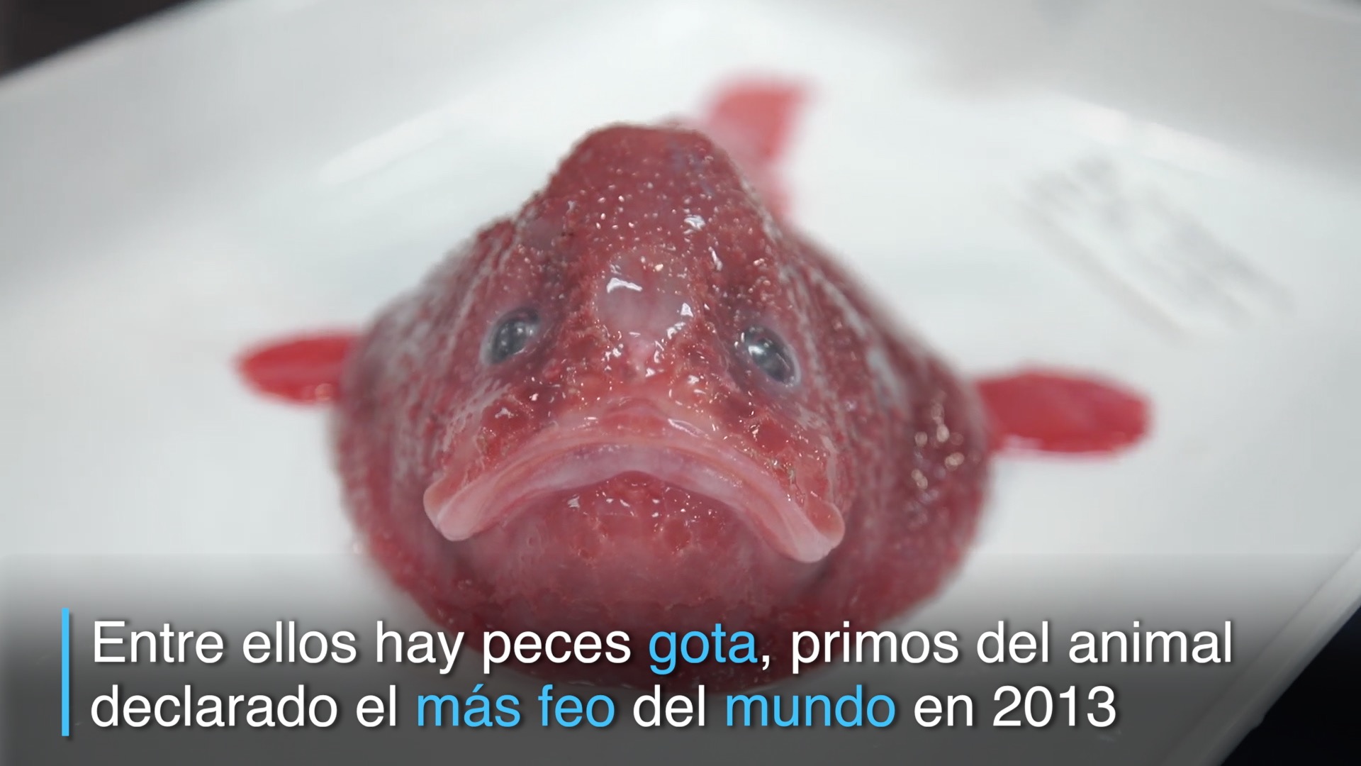 "Los animales más feos" vuelven a ver la luz tras exploración en ...