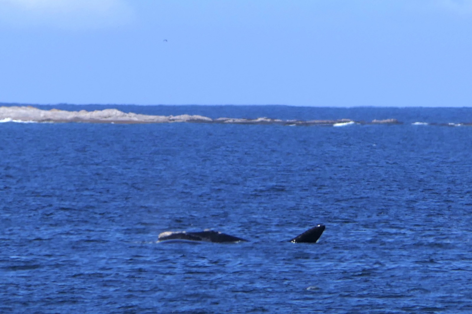 Volvieron a verse las ballenas en Punta del Este - EL PAÍS Uruguay