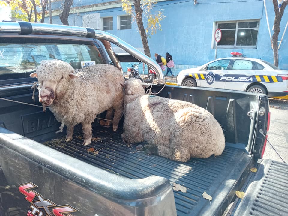 Productor expuso ovejas atacadas por perros para denunciar situación ...